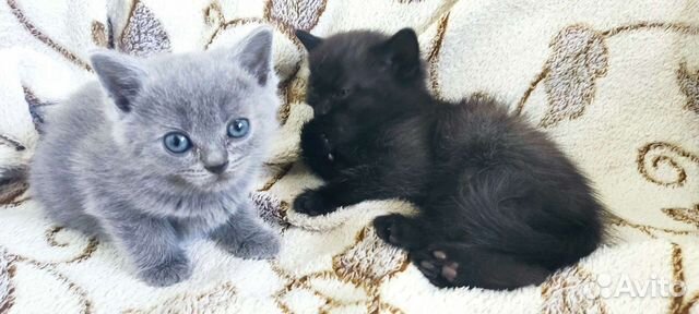 Котята полубританцы мальчики и девочки