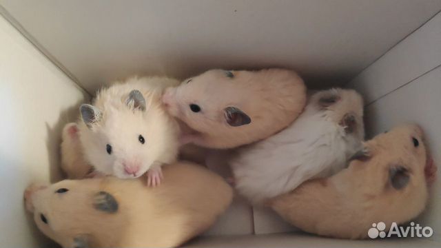 Хомяки сирийские