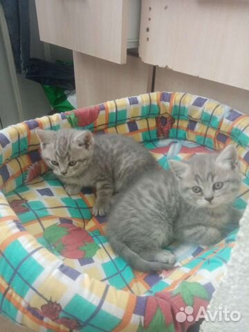 Шотландские прямоухие котята