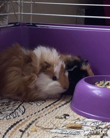 Морские свинки длинношёрстные с клеткой