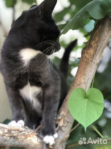 Котёнок необычного цвета