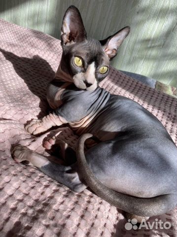 Бамбино сфинкс вязка