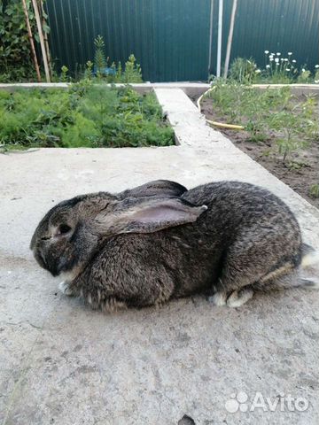 Кролик чистокровный советская шиншила
