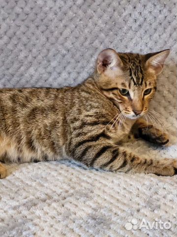 Ориентальные котята