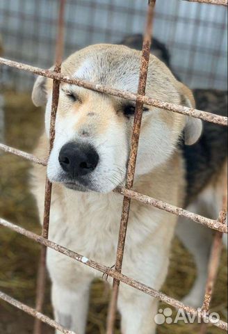 Собаки бесплатно в добрые руки