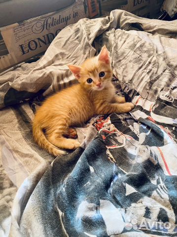 Котята рыжики
