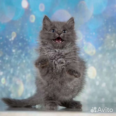 Сибирские котята