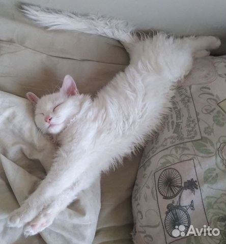 Отдам кошку в добрые руки, турецкая ангора 8 мес