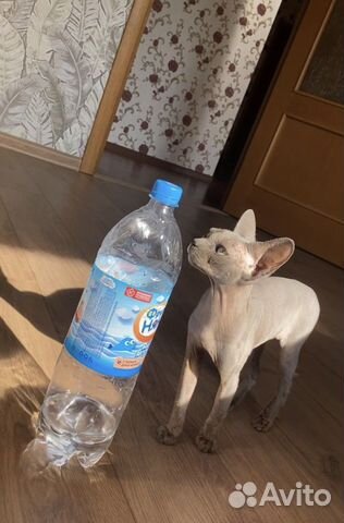 Канадский сфинкс