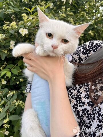 Белая кошечка Яся ищет дом. Стерилизованая