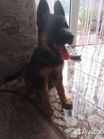 Щенки немецкой овчарки