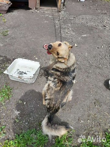 Собака дворовая, пёс цепной