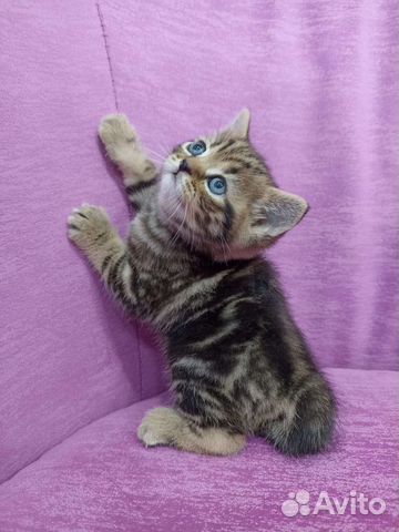 Британская кошка (котёнок)
