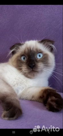 Тайская вислоухая кошечка