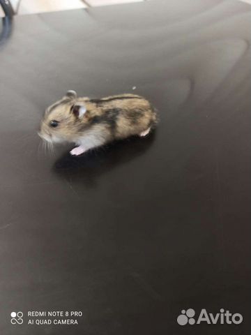 Джунгарские хомячки