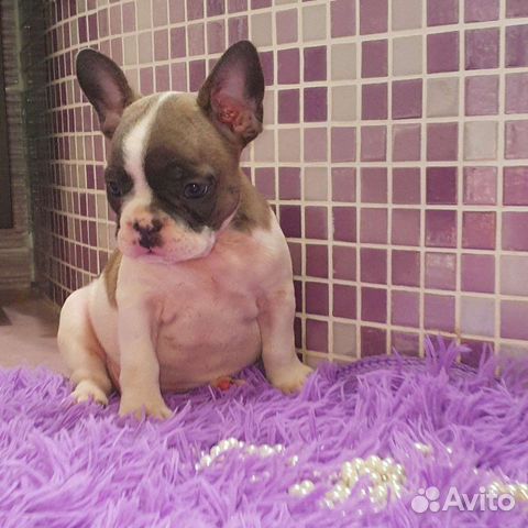 Сладкие плюшечки милашки