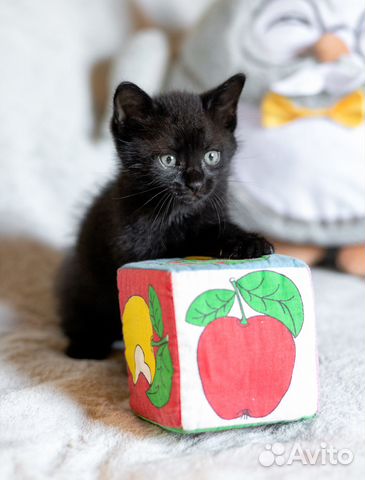 Котенок