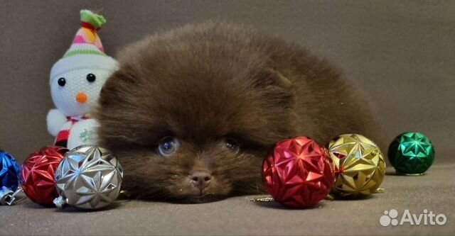 Мальчик шоколадик