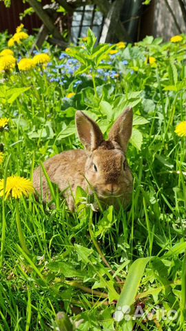 Кролик карликовый рекс, девочка