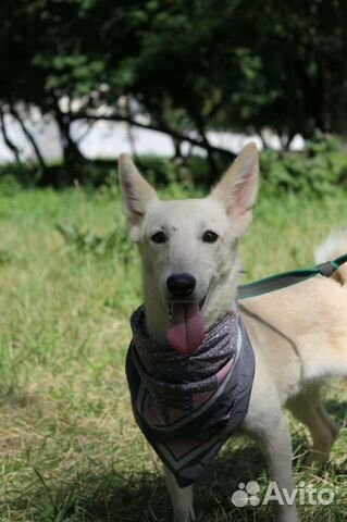 Маленькая собачка пытается выжить в приюте