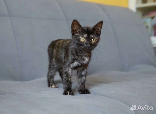 Котенок 3-4 месяца от домашней кошки