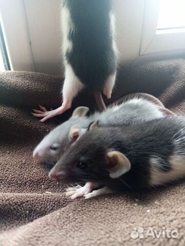 Крыса домашняя