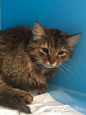 Марфа. Спасти жизнь