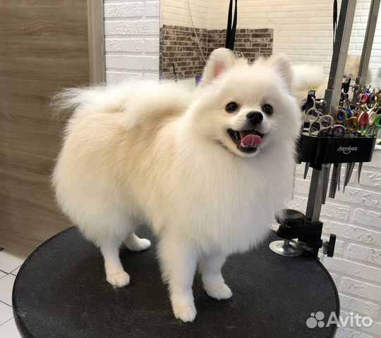 Немецкий Шпиц вязка