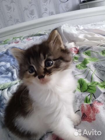 Котенок-кошечка