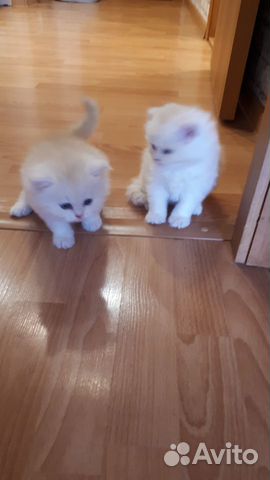 Котята породистые