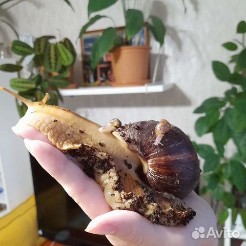 Улитки ахатины малыши бесплатно