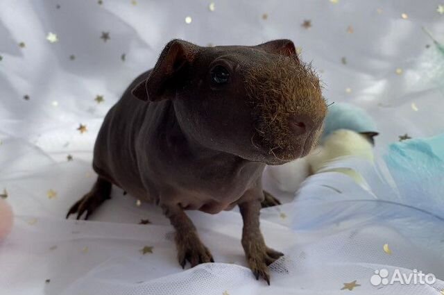 Морская свинка скинни