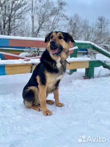 Брайан, собака в добрые руки бесплатно