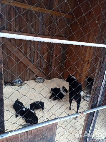 Щенки с мамой