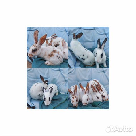 Кролики породы рекс