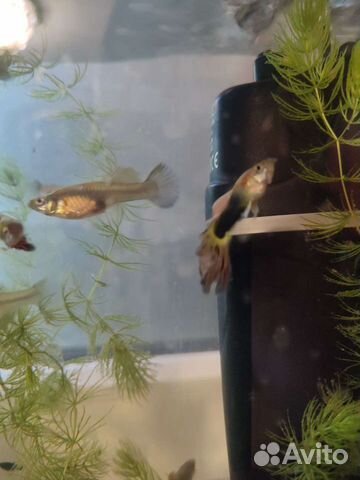 Аквариумные рыбы