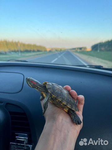 Черепаха