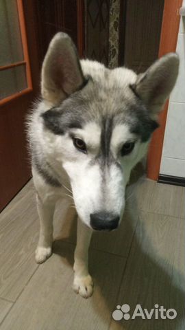 Предлагаем хорошего, здорового мальчика 1,5 года