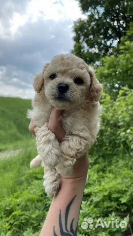 Мальчик мальтипу кудрявый