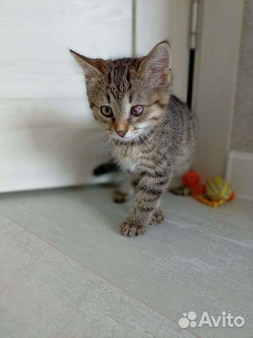 Котенок одноглазик