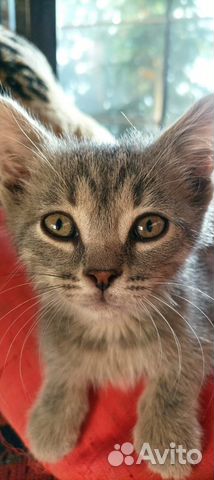 Ищем котёнка