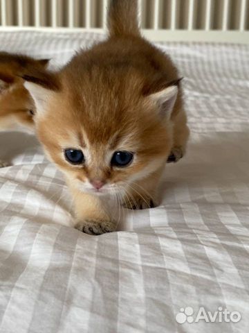 Британские золотые котята