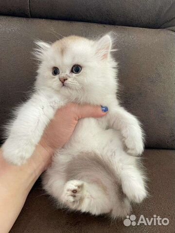 Британская длиношерстная