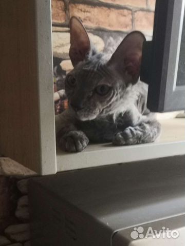 Котёнок сфинкс