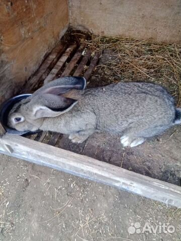 Кролики мясных пород