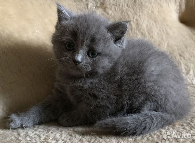 Британские котята