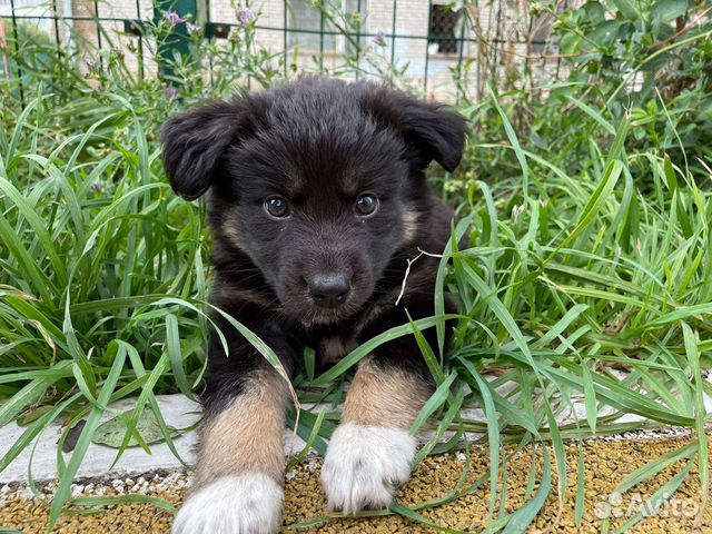 Щенок ищет маму