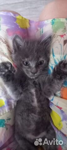 Пушистая серая девочка