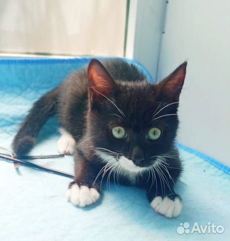 Котенок Фунтик ищет дом