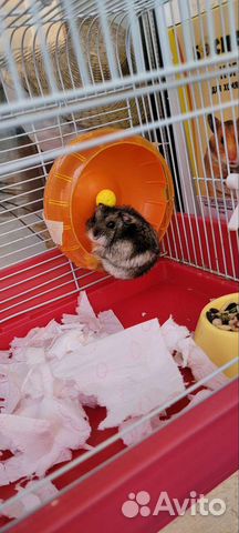 Джунгарский хомяк с клеткой